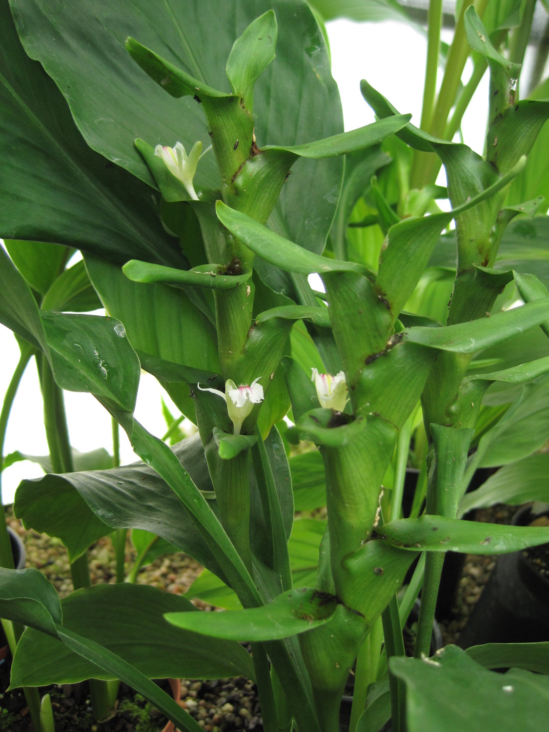 Curcuma harmandii Gagnep.