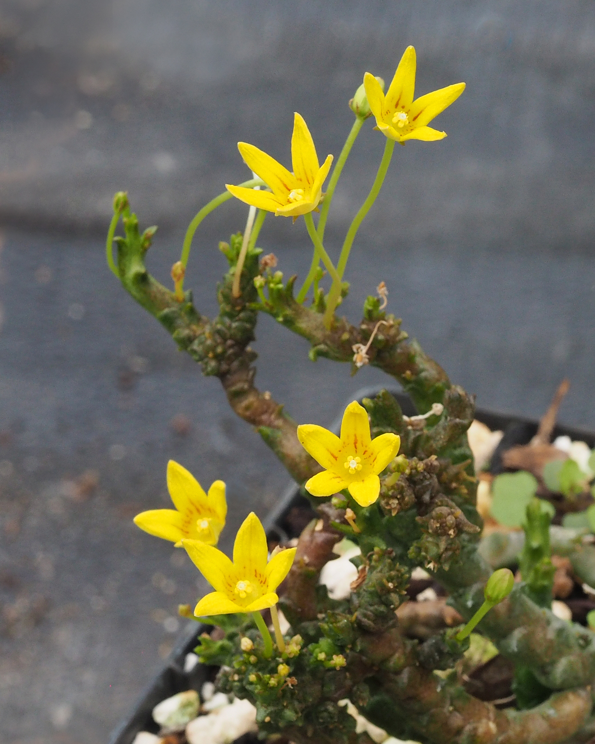 Socotrella dolichocnema Bruyns