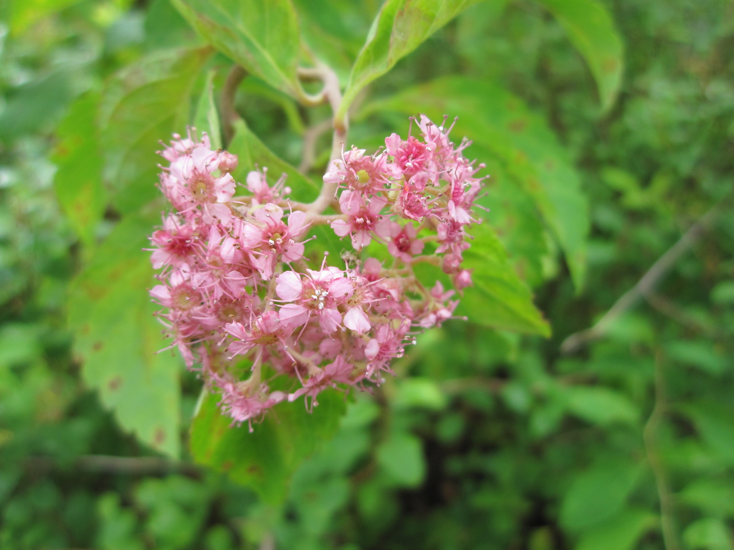 Spiraea bella Sims