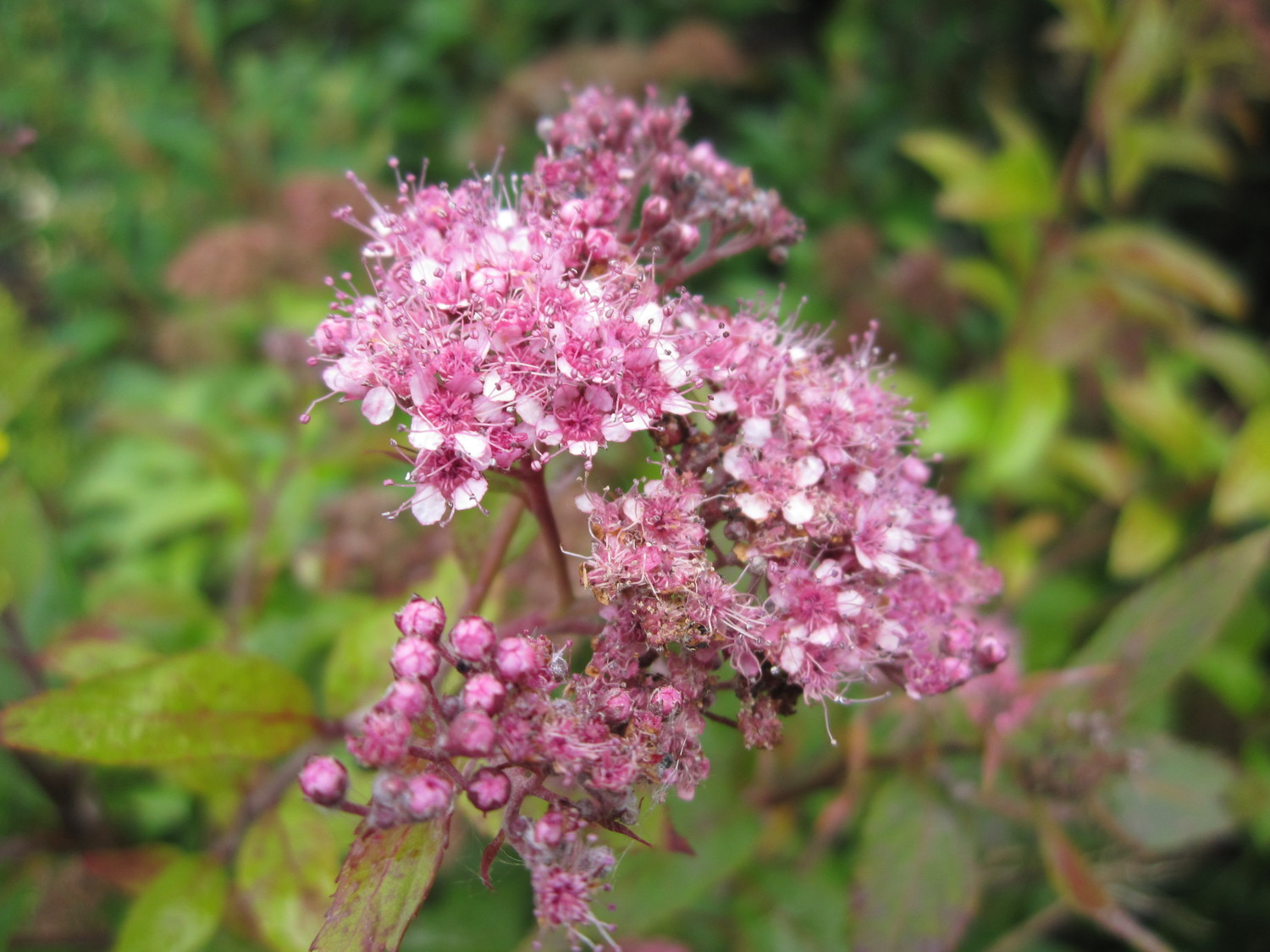 Spiraea bella Sims