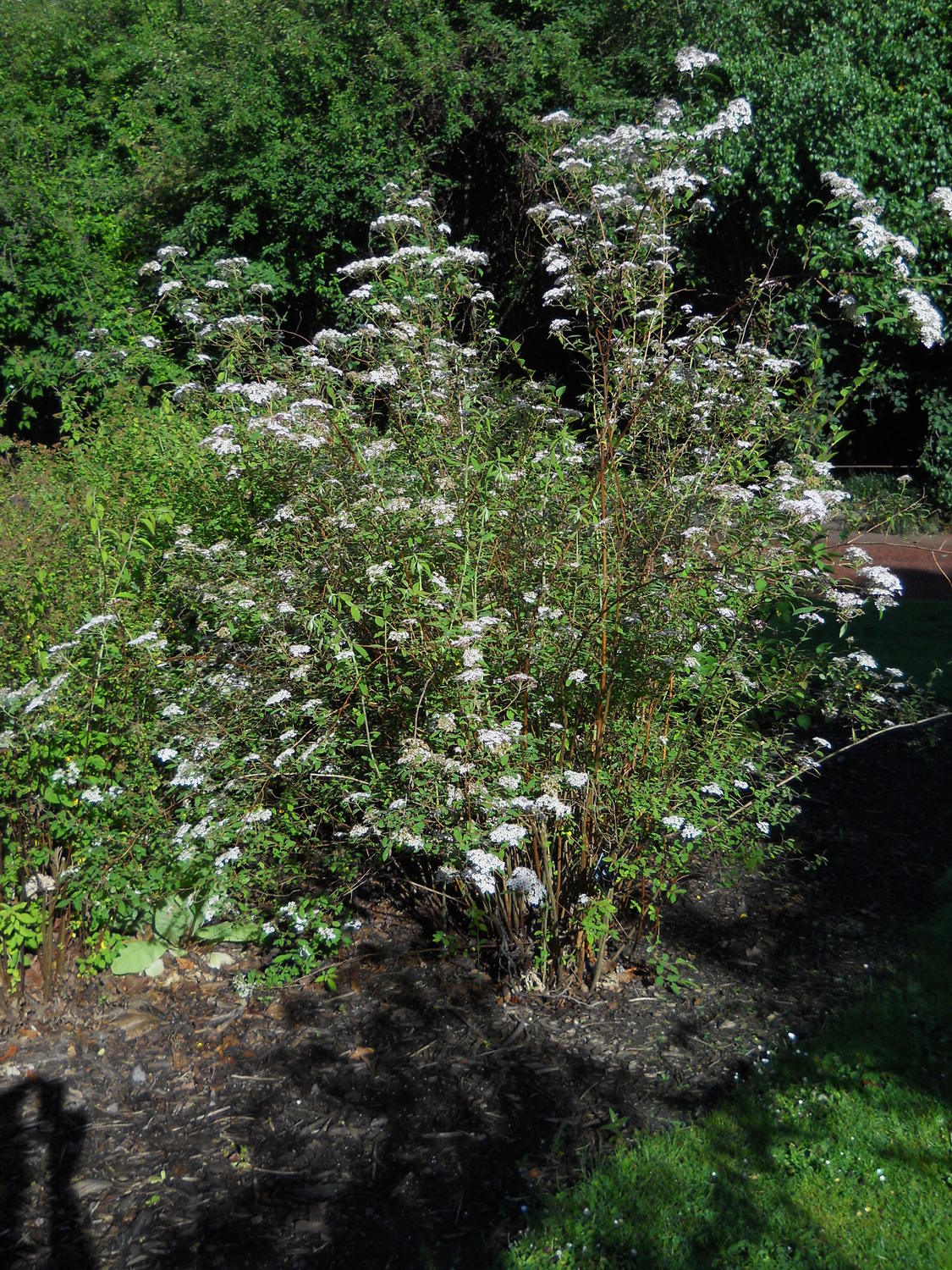 Spiraea bella Sims