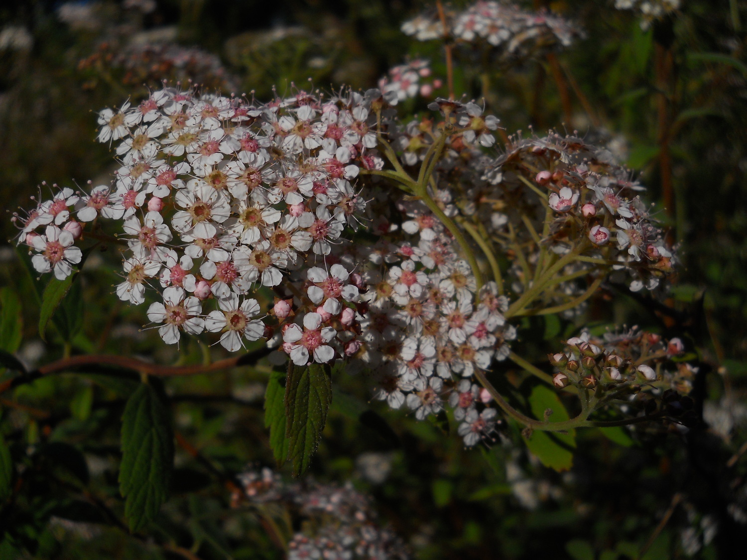 Spiraea bella Sims