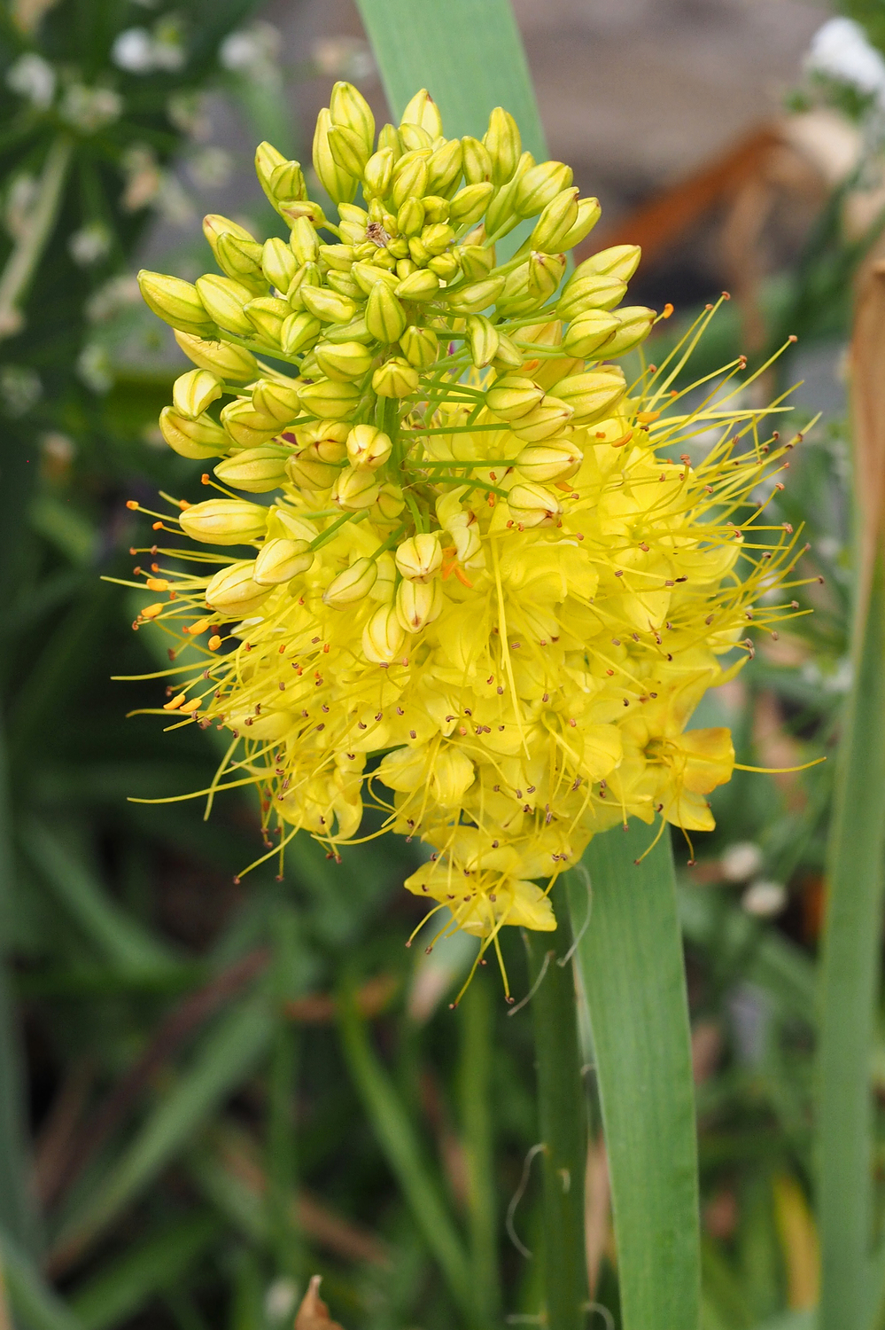 Eremurus himalaicus Baker