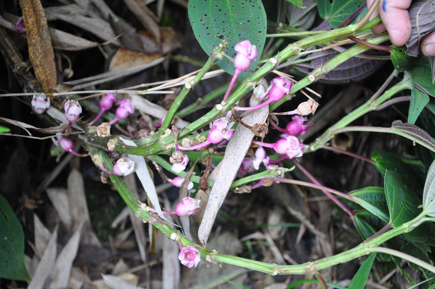 Medinilla petelotii Merr.