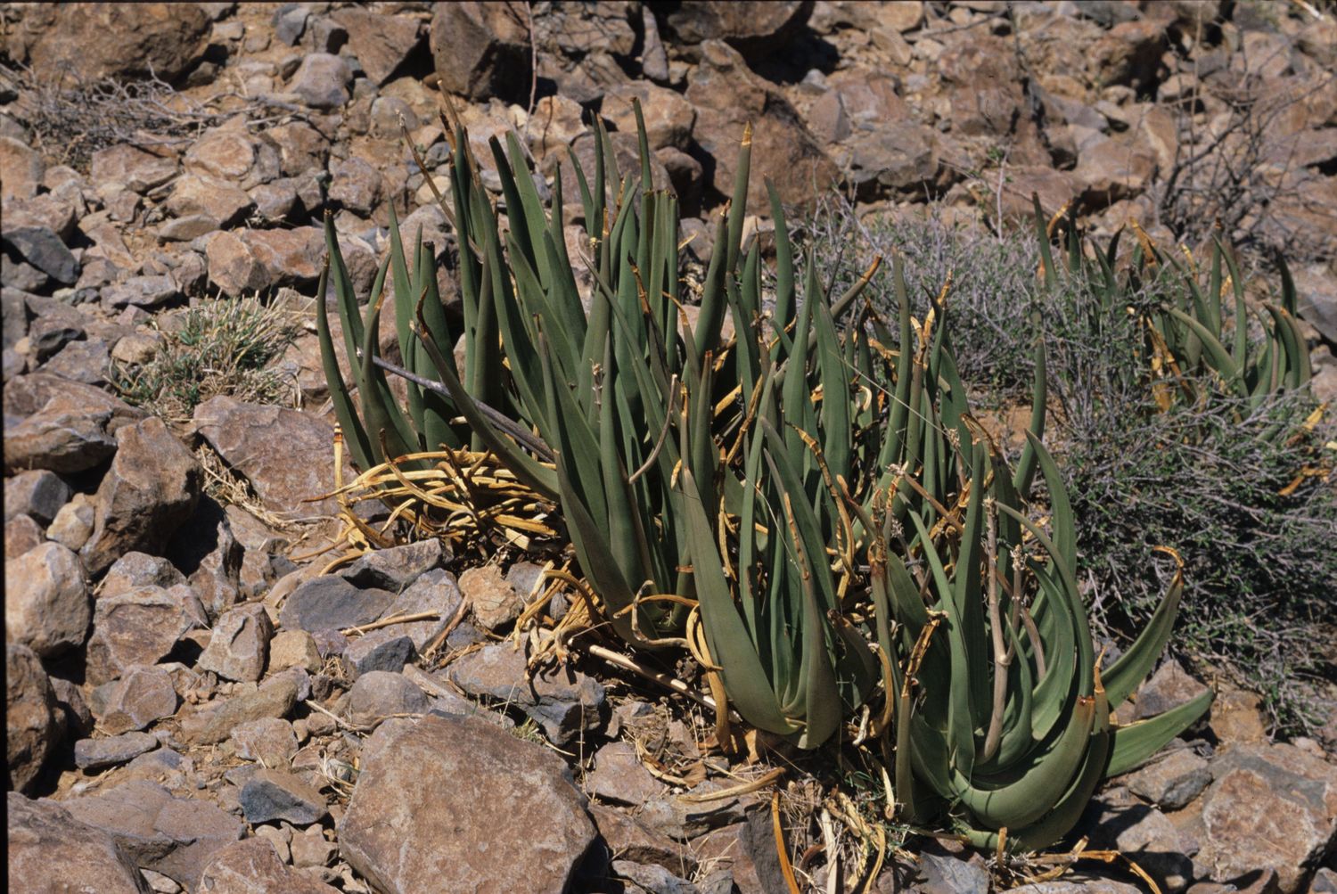 Aloe cephalophora Lavranos & Collen.