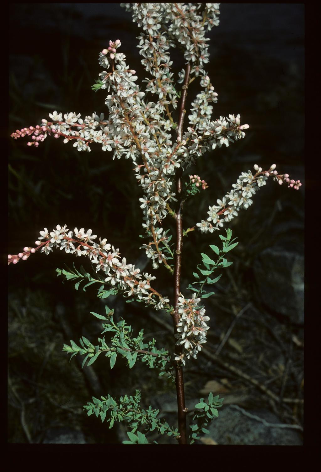 Myrtama elegans (Royle) Ovcz. & Kinzik.