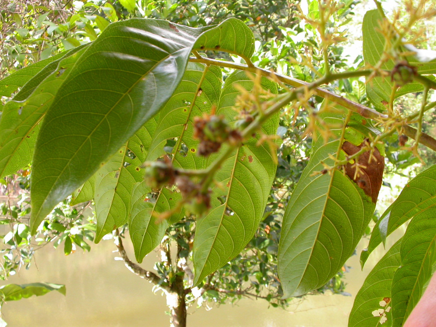 Dracontomelon dao (Blanco) Merr. & Rolfe