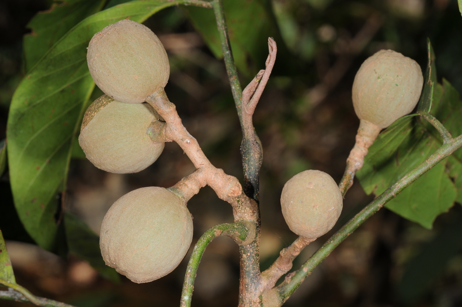 Aglaia edulis (Roxb.) Wall.