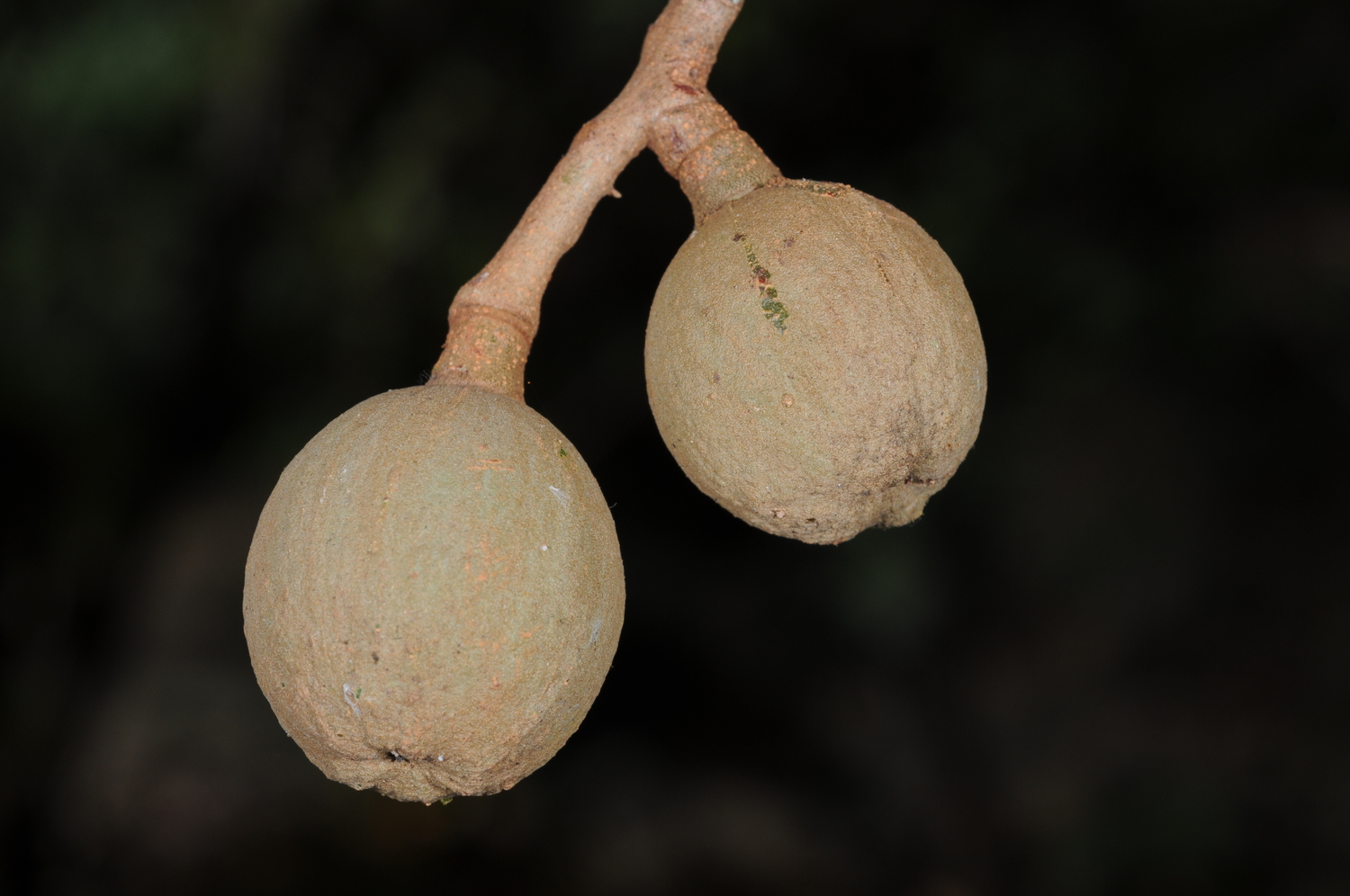 Aglaia edulis (Roxb.) Wall.