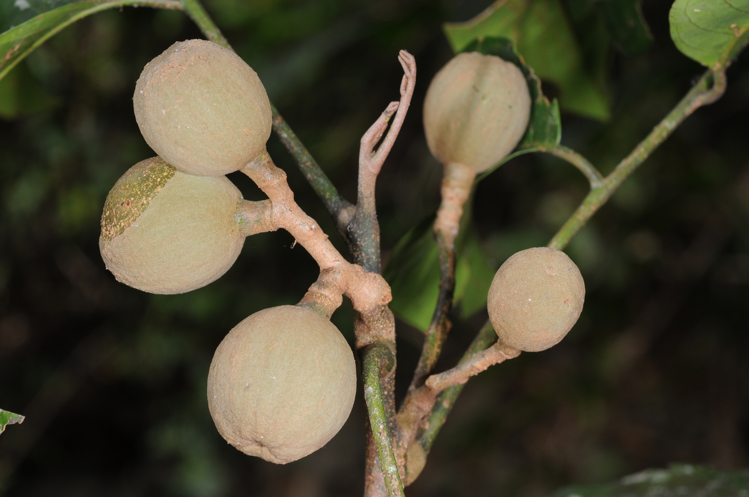 Aglaia edulis (Roxb.) Wall.
