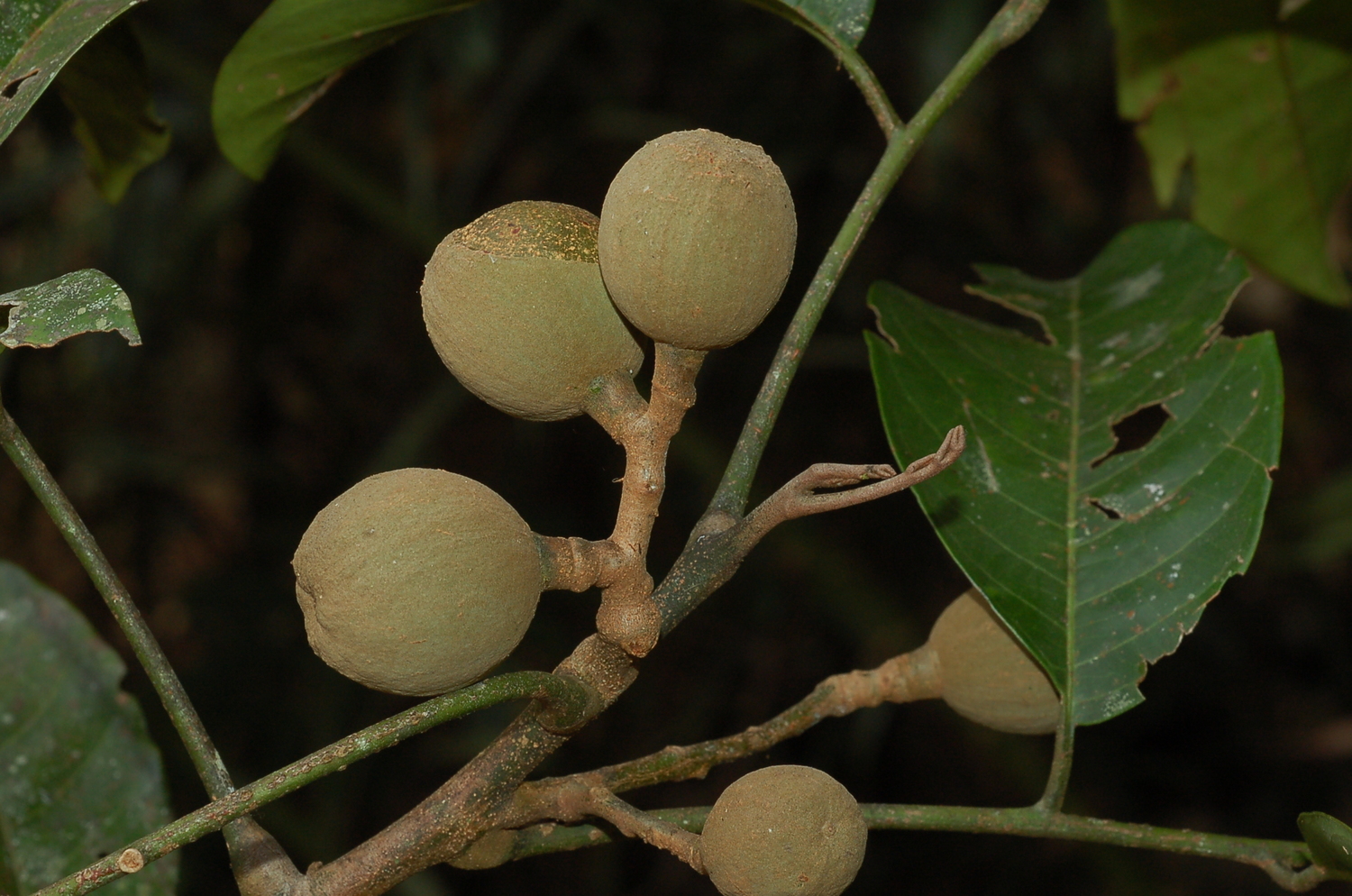 Aglaia edulis (Roxb.) Wall.